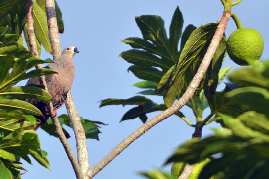 Pacific Imperial Pigeon Sit On Breadfruit Editorial Stock Photo - Stock ...