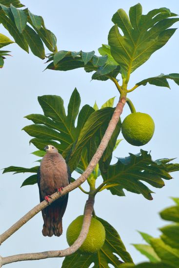 Pacific Imperial Pigeon Sit On Breadfruit Editorial Stock Photo - Stock ...