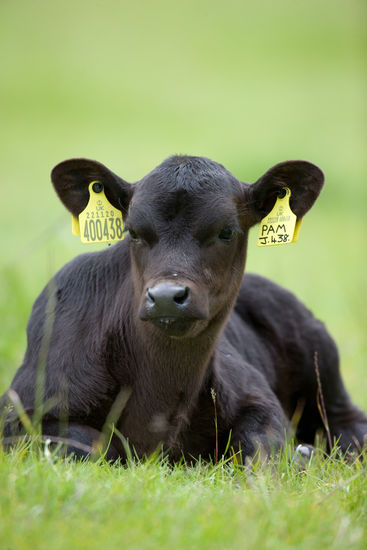 Aberdeen Angus Calf Editorial Stock Photo - Stock Image | Shutterstock