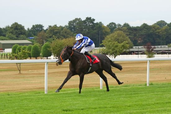 Good Luck Fox Ridden By Ryan Editorial Stock Photo - Stock Image ...