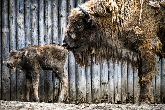 New Born Wisent L Enclosure Duisburg Editorial Stock Photo - Stock ...