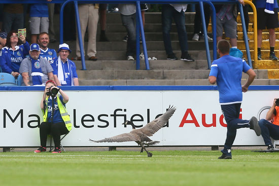 Goose Gives Groundsmen Run Around Causing Editorial Stock Photo - Stock ...