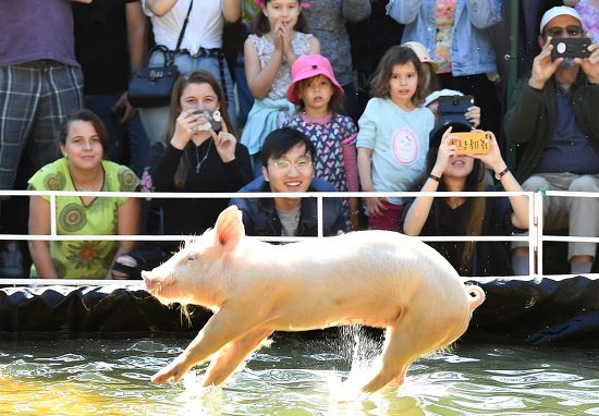 Flying Pigs Entertain People Queensland Royal Editorial Stock Photo ...