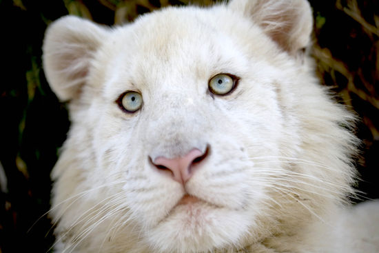 Fareeda Rare White Bengal Tiger Editorial Stock Photo - Stock Image ...