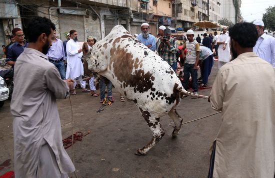 Pakistani Men Prepare Sacrifice Cow During Editorial Stock Photo ...