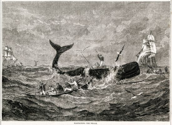 Sperm Whale Fishing Done Pacific Ocean Editorial Stock Photo - Stock ...