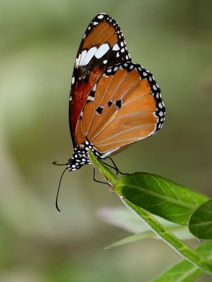 Common Tiger Danaus Genutia Butterfly Fly Editorial Stock Photo - Stock ...