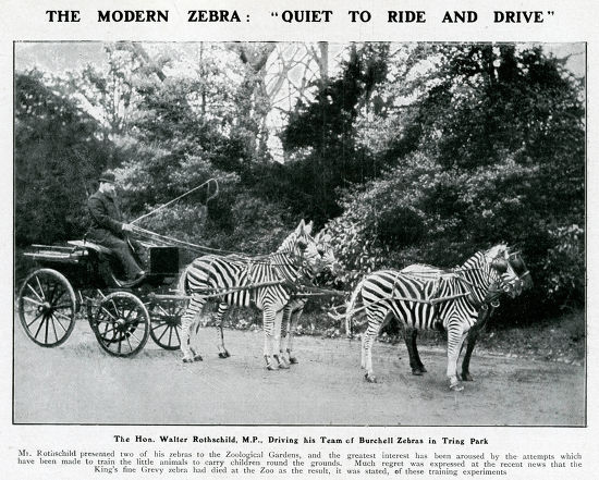 Carriage Drawn By Zebra Driven By Editorial Stock Photo - Stock Image ...