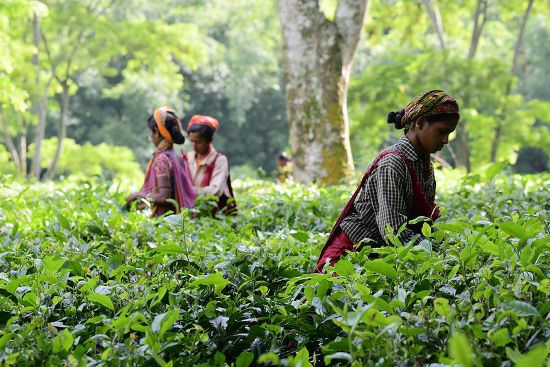 Women Collecting Tea Leaves Durgabari Tea Editorial Stock Photo - Stock ...