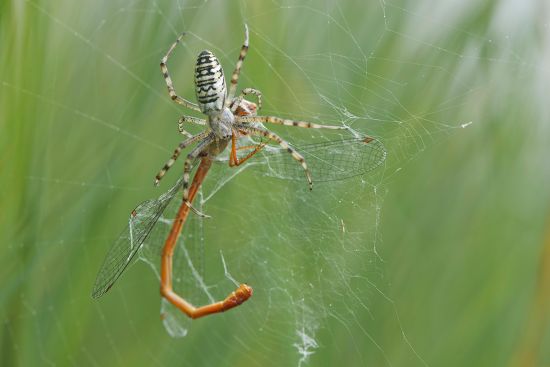 Wasp Spider Argiope Bruennichi Small Red Editorial Stock Photo - Stock ...