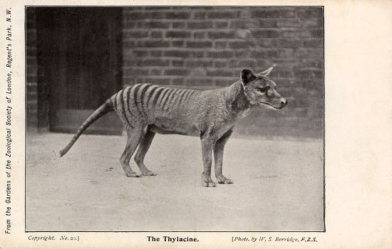 Tasmanian Tiger Thylacine Thylacinus Cynocephalus Captivity Editorial ...