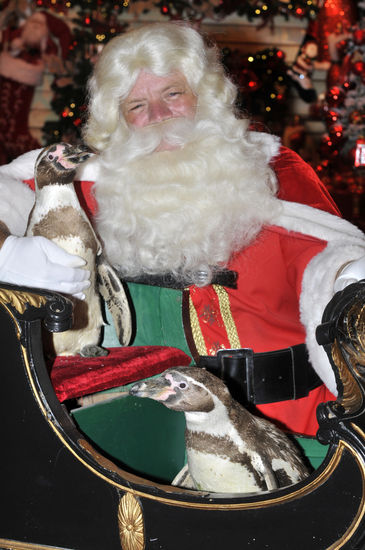 Father Christmas Penguins Percy Polly Editorial Stock Photo - Stock ...