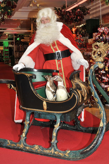 Father Christmas Penguins Percy Polly Editorial Stock Photo - Stock ...