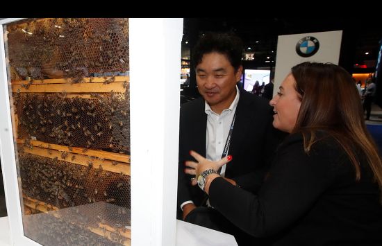 Woman Bee Corp Explains How Live Editorial Stock Photo - Stock Image ...