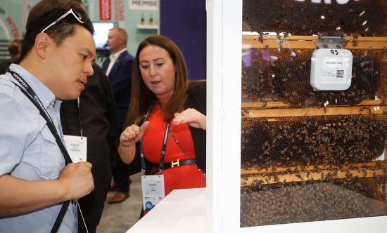 Woman Bee Corp Explains How Live Editorial Stock Photo - Stock Image ...