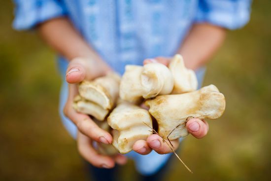 Child Shows Collection Cow Toe Bones Editorial Stock Photo - Stock ...