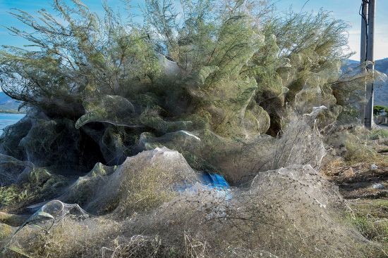 Huge Cobweb Covers Vegetation Along Coast Editorial Stock Photo - Stock ...