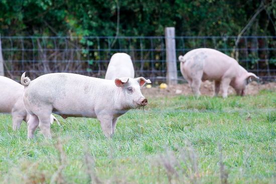Pigs Field Pig Farm Near Nassogne Editorial Stock Photo - Stock Image ...