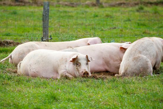 Pigs Field Pig Farm Near Nassogne Editorial Stock Photo - Stock Image ...