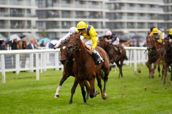 Politicise Martin Harley Win Racegoers Club Editorial Stock Photo ...