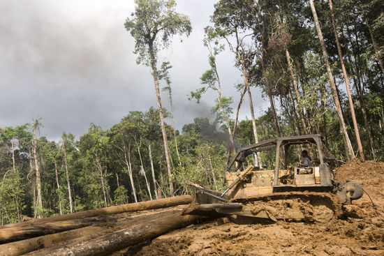 Turama Forest Industries Loggers Bulldozing Through Editorial Stock ...