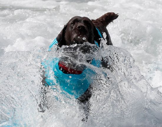Dog Splashed Wave During Large Dog Editorial Stock Photo - Stock Image ...
