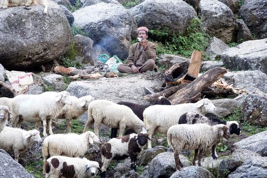 Indian Gaddi Shepherd Smokes His Herd Editorial Stock Photo - Stock ...