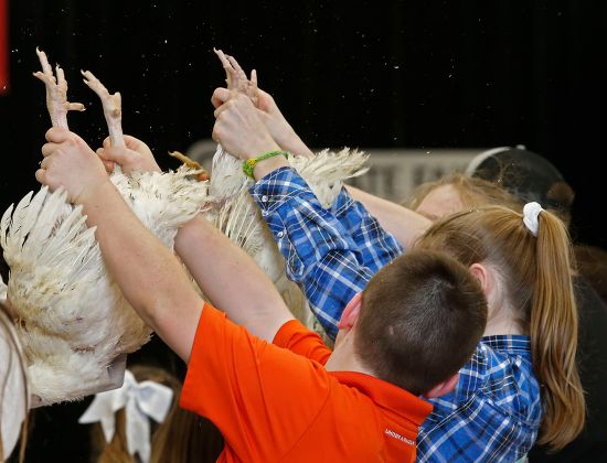 Children Hold Chickens During Poultry Judging Editorial Stock Photo ...