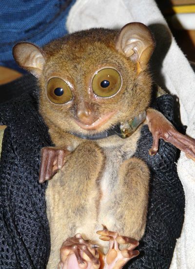 Male Tarsier Editorial Stock Photo - Stock Image | Shutterstock