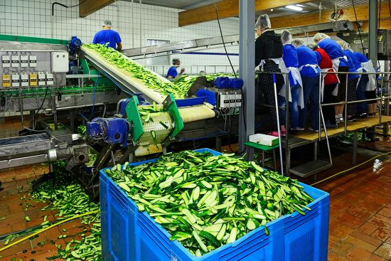Cucumbers Cut By Machine Transported On Editorial Stock Photo - Stock ...