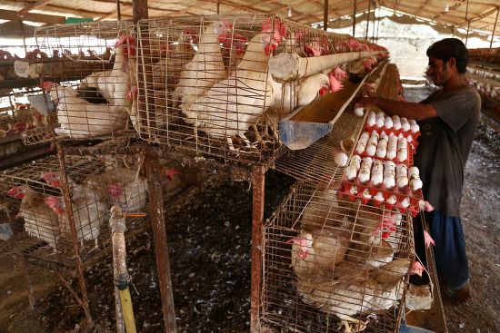 Laborer Supplies Water Chicken Poultry Farm Editorial Stock Photo ...