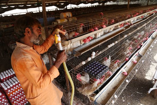 Laborer Supplies Water Chickens Poultry Farm Editorial Stock Photo ...
