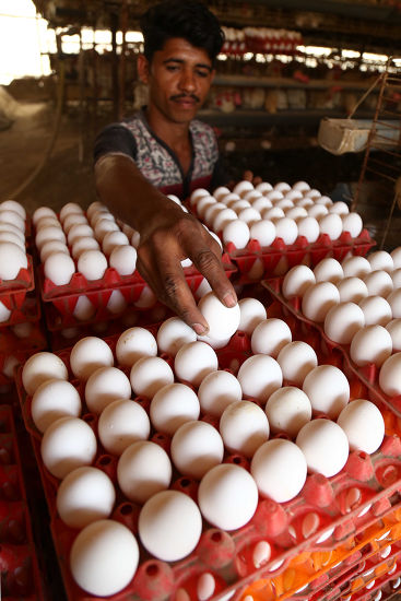 Laborer Collects Eggs Poultry Farm Karachi Editorial Stock Photo ...