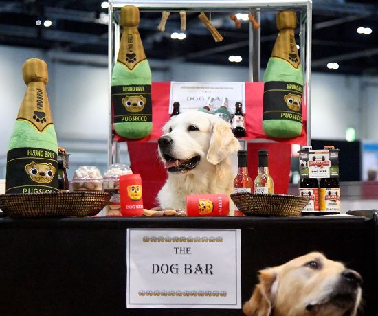 Golden Retrievers Waiting Patiently Dog Bar Editorial Stock Photo ...