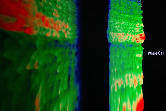 Wall Display Shows Spectrograms Whale Calls Editorial Stock Photo ...