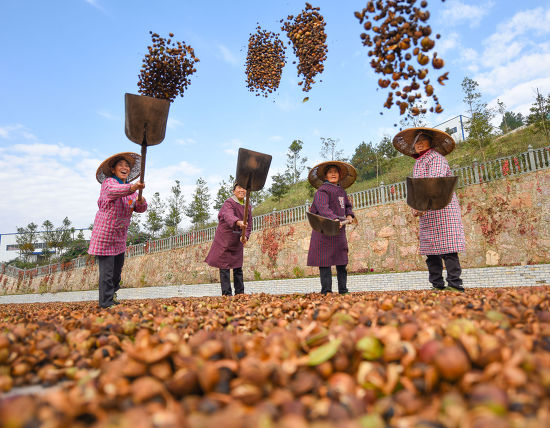 Villagers Dry Fruits Camellia Oleifera Editorial Stock Photo - Stock ...