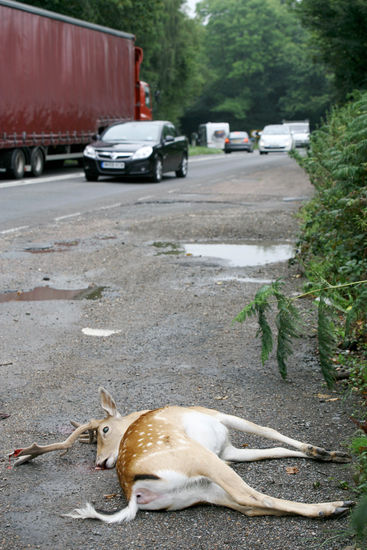 Fallow Deer Stag Lies Dead After Editorial Stock Photo - Stock Image ...