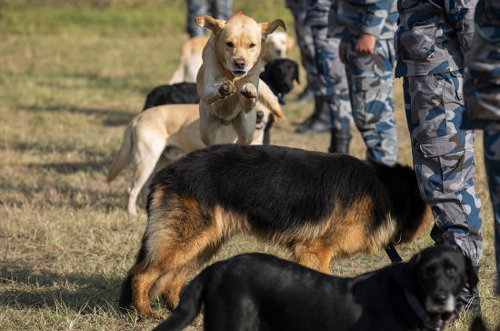 Armed Police Officers Work Police Dogs Editorial Stock Photo - Stock ...