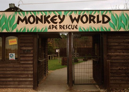 Monkey World Dorset 18monthold Chimpanzee Trudy Editorial Stock Photo ...