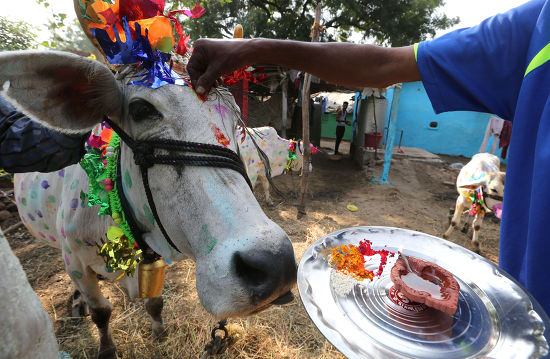 Indian Villagers Worship Decorated Cow Ritual Editorial Stock Photo ...