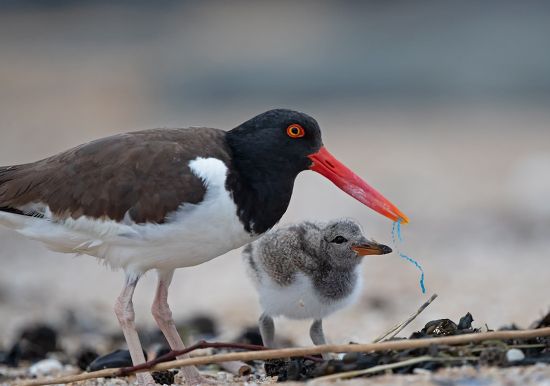 Oystercatcher Plastic Balloon String Trying Feed Editorial Stock Photo ...