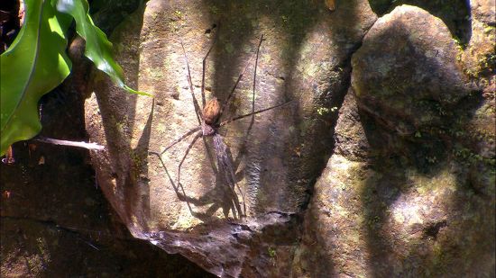 Spider Camp Editorial Stock Photo - Stock Image | Shutterstock