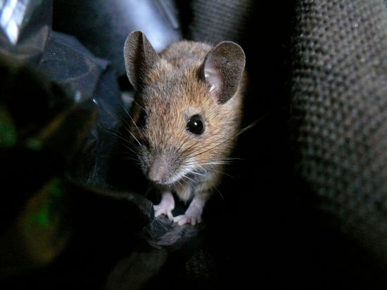 Mouse Shelters Rain Berkshire Garden Shed Editorial Stock Photo - Stock ...