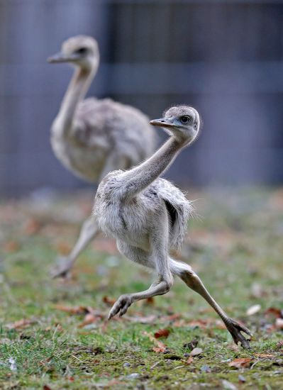 Gray Rhea Rhea Americana Chick Runs Editorial Stock Photo - Stock Image ...