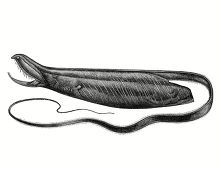 Woodcut Deep Sea Eellike Fish Saccopharynx Editorial Stock Photo ...