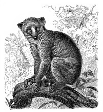 Historic Illustration Angwantibo Golden Potto Arctocebus Editorial ...