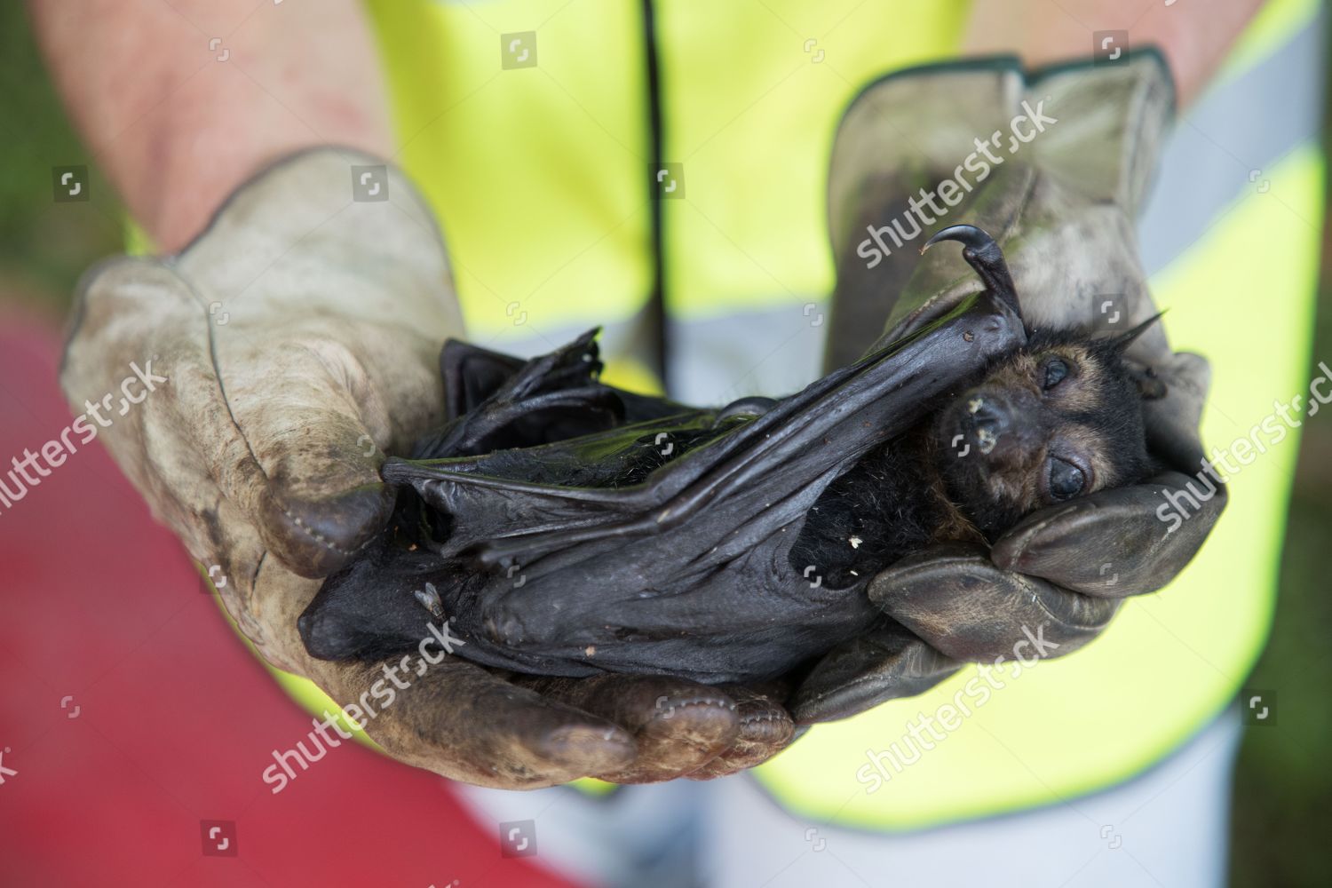 Far North Queensland Wildlife Rescue Flying Editorial Stock Photo ...