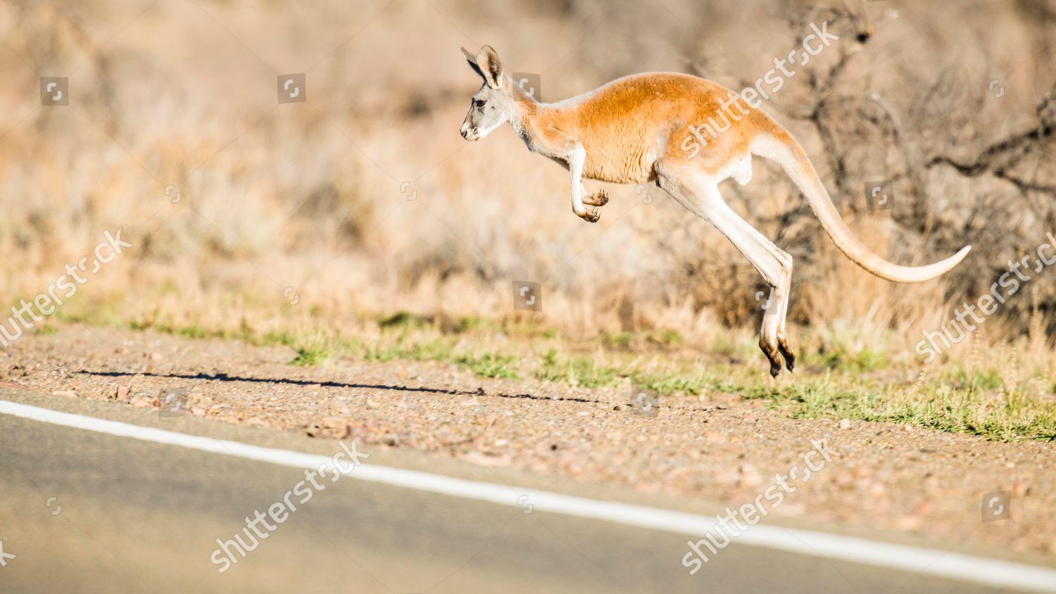 Red Kangaroo Macropus Rufus Jumps Across Editorial Stock Photo - Stock ...