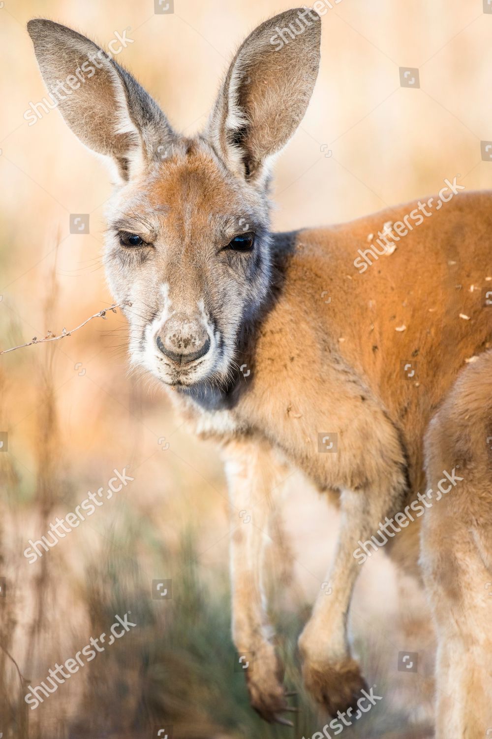 Red Kangaroo Macropus Rufus Animal Portrait Editorial Stock Photo ...