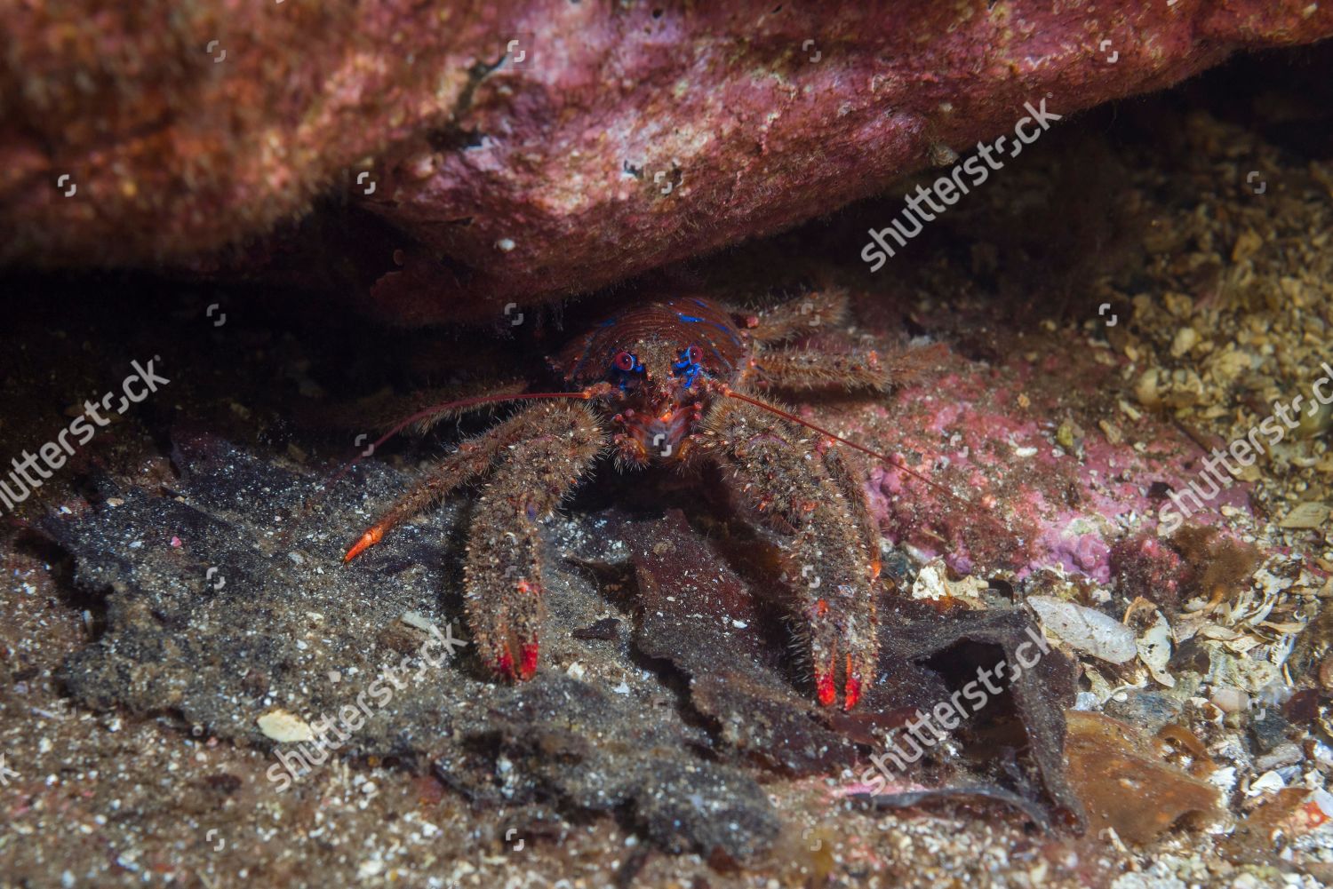 Black Squat Lobster Galathea Squamifera Under Editorial Stock Photo ...
